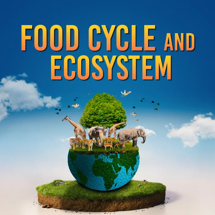 Food Cycle And Ecosystem | Kukufm
