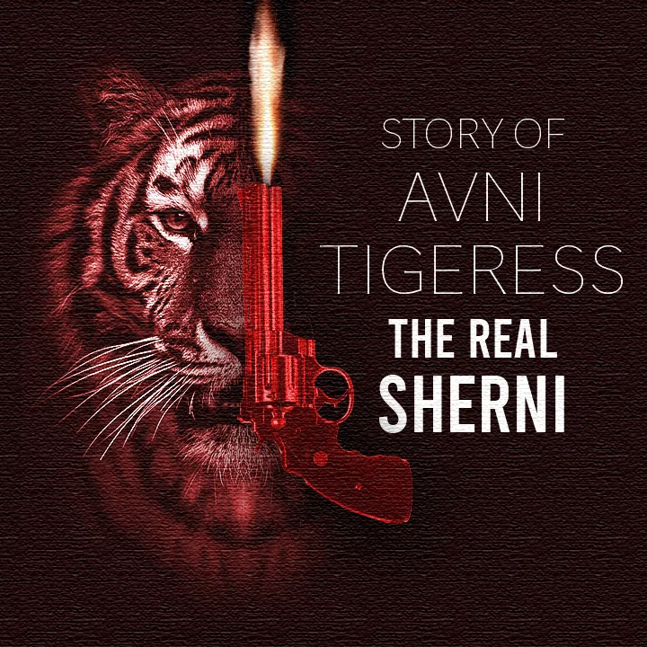 Story Of Avni Tigress: The Real Sherni