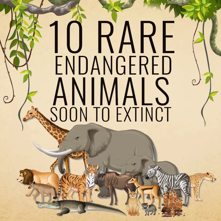 10 Rare Endangered Animals soon to Extinct