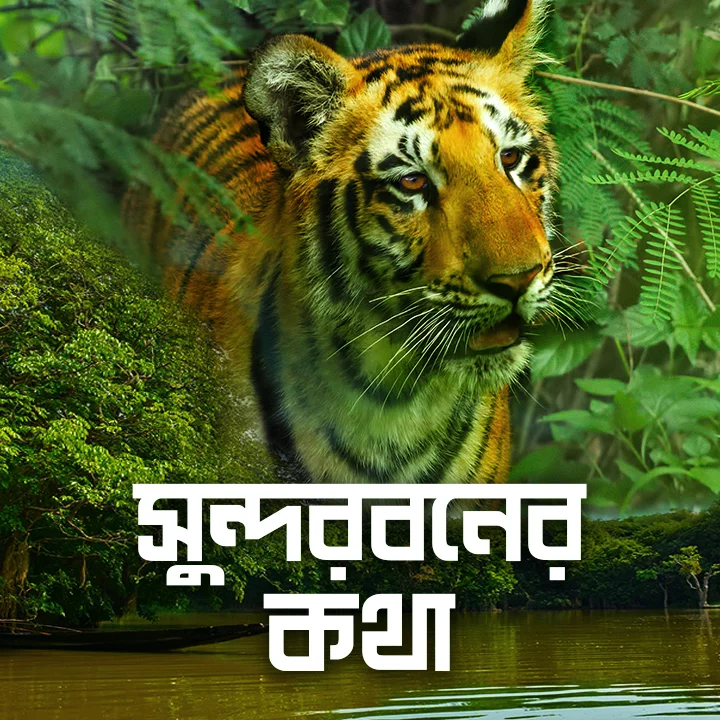 Sundarbaner Kotha